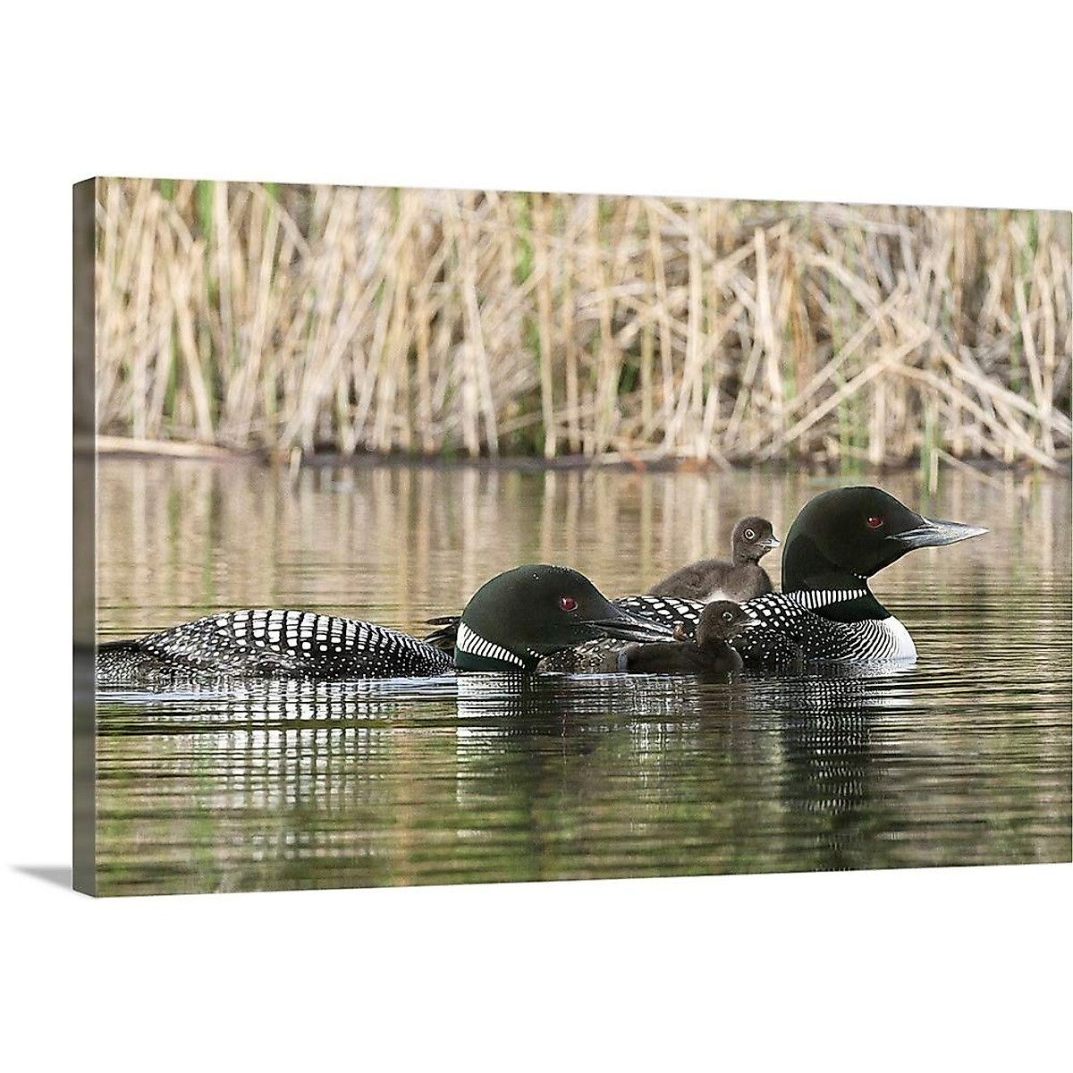 CANVAS ON DEMAND Common Loon Family, One Adult Loon Is Giving an Aquatic Insect to Its Chick Canvas Wall Art Print by Charles Sleicher, Home Decor, Bird, Wildlife Artwork, 18" x12in