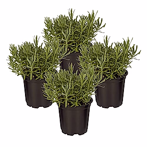 Live Aromatic and Edible Herb - Lavender (4 Per Pack), Natural Sleep Enhancer, 6" Tall by 4" Wide in 1 Pint Pot