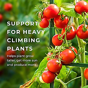 K-Brands Tomato Cage - Premium Tomatoes Plant Stakes Support Cages Trellis for Garden and Pots (3 Pack - Extra Tall Upto 68 inches)