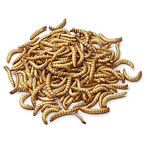 Mealworms Bird Feeder | 5 x 5 inch Powder Coated Mesh Bowl with Adjustable Stainless Steel Roof