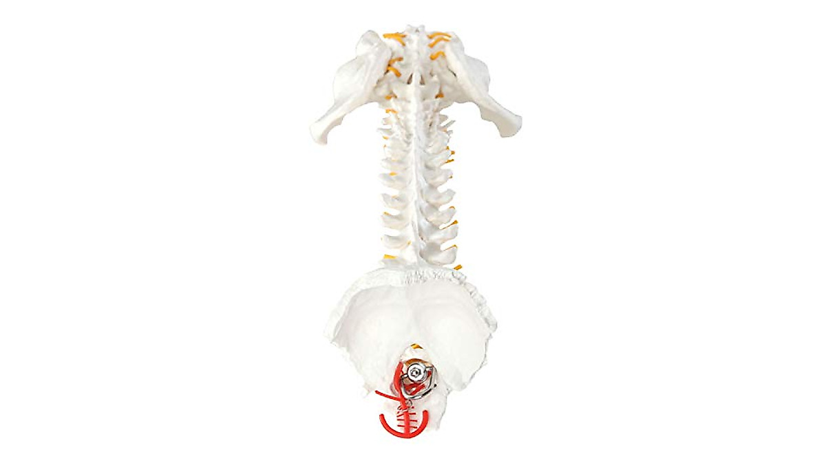 Human Spine Model for Education & Study | Axis Scientific