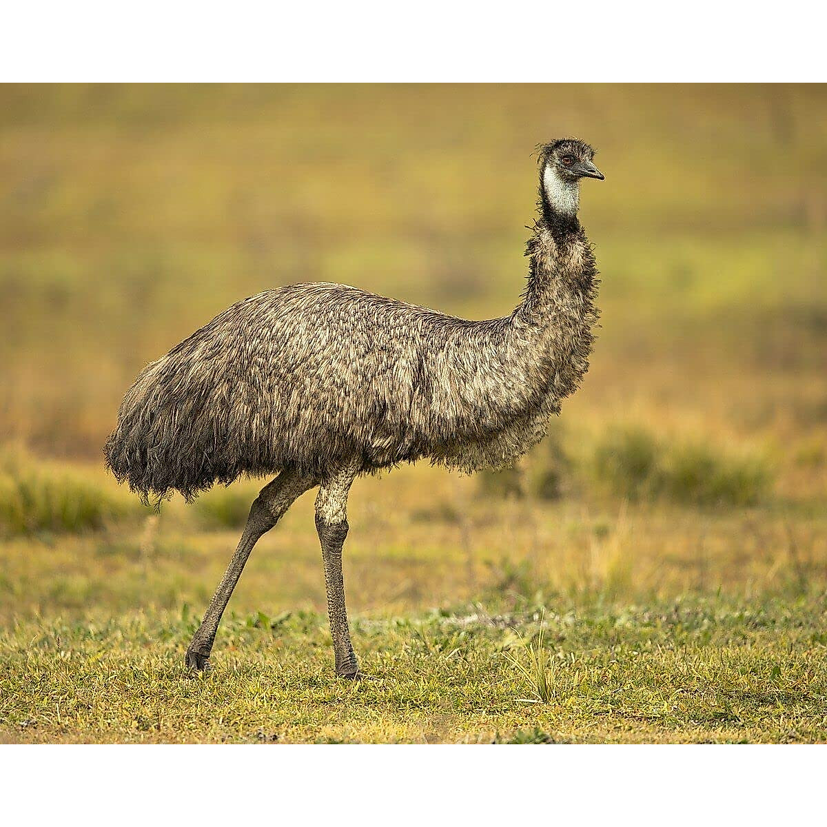 cocojojo Emu Oil - Pure Australian Rendered Natural Deodorized Unscented Bulk Creamy Carrier Oil - 16 oz 1 LB - Hair Face Body Skin Hair Nails Cuticles 6 Times Refined - Packaging May Vary