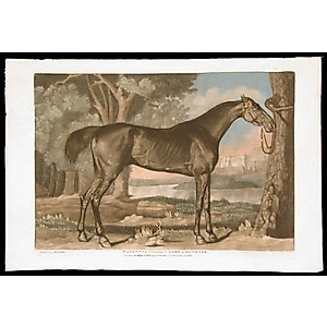 Pangloss belonging to Lord Grosvernor