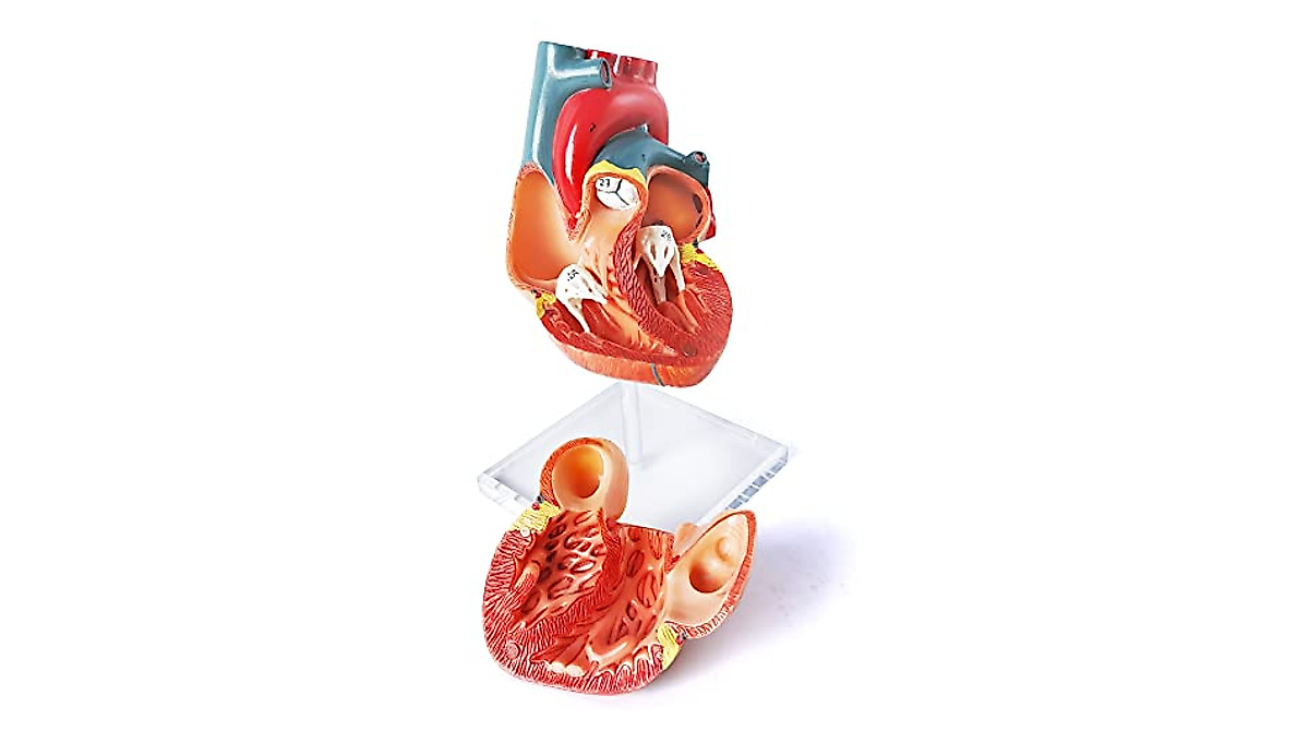 Human Heart Model for Anatomy - 2-Part Life Size Cardiac Tool