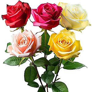 50 Assorted Roses- Two Beautiful Colors- Fresh Cut Flowers (OM)