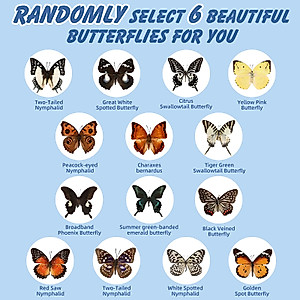 WTUAWB 6 Pcs Real Butterfly Specimen - Taxidermy Butterfly DIY Creative Production, Taxidermy Animals for Framed Butterfly Shadow Box (Random)