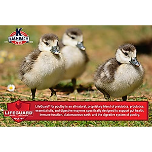 Kalmbach Feeds 20% Flock Maker Crumbles for Mixed Flocks of Poultry, 50 lb