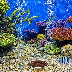 Patelai 3 Pieces Aquarium Shrimp Feeding Dish Glass Fish Clear Tank Feeding Bowl Food Bowl Freshwater Tray Feeder