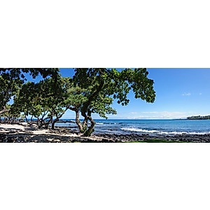Posterazzi Tree heliotrope on beach Kukio Bay Kailua Kona Hawaii USA Poster Print, (7 x 18)