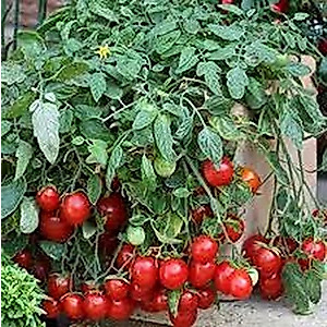 Tomato, Sweet Large Cherry Tomato Seeds, Heirloom,20 Seeds, Tasty, Great for Salads