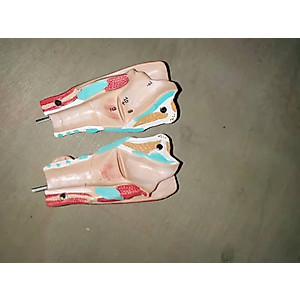 DR Natural Size Magnified Human Larynx Joint Simulation Model Anatomy