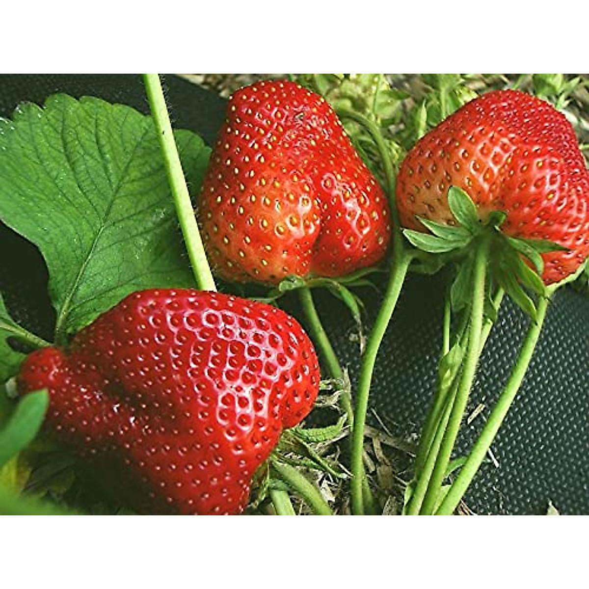 CEMEHA SEEDS - Giant Strawberry Fresca Everbearing Berries Indoor Non GMO Fruits for Planting
