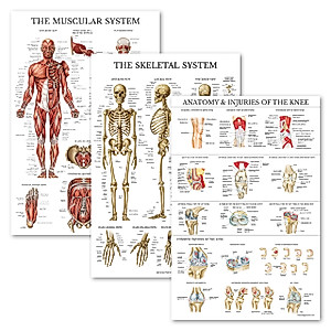 Palace Learning 3 Pack - Muscle + Skeleton + Anatomy & Injuries of the Knee Poster Set - Muscular and Skeletal System Anatomical Charts - Laminated - 18" x 27"