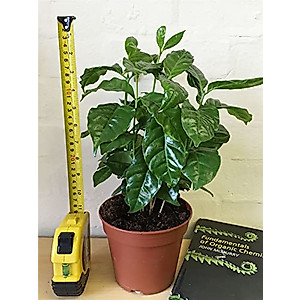 SeedsUP - 5+ Seeds Arabian Coffee Tree (Mountain Plant) - Tree Dwarf