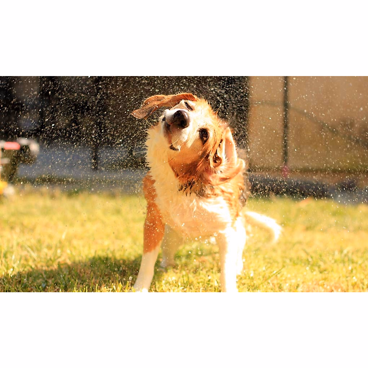 Dog Hair Supplement - Dog Hair and Coat Health - Skin Itch Relief - Nail Health - Dog Vitamin b Supplement - 1 Bottle (60 Tablets)