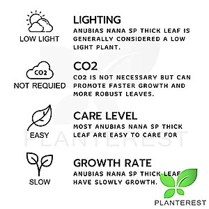 Planterest - Anubias Nana Thick Leaf Rhizome Easy Live Aquarium Plant Decorations BUY2GET1FREE