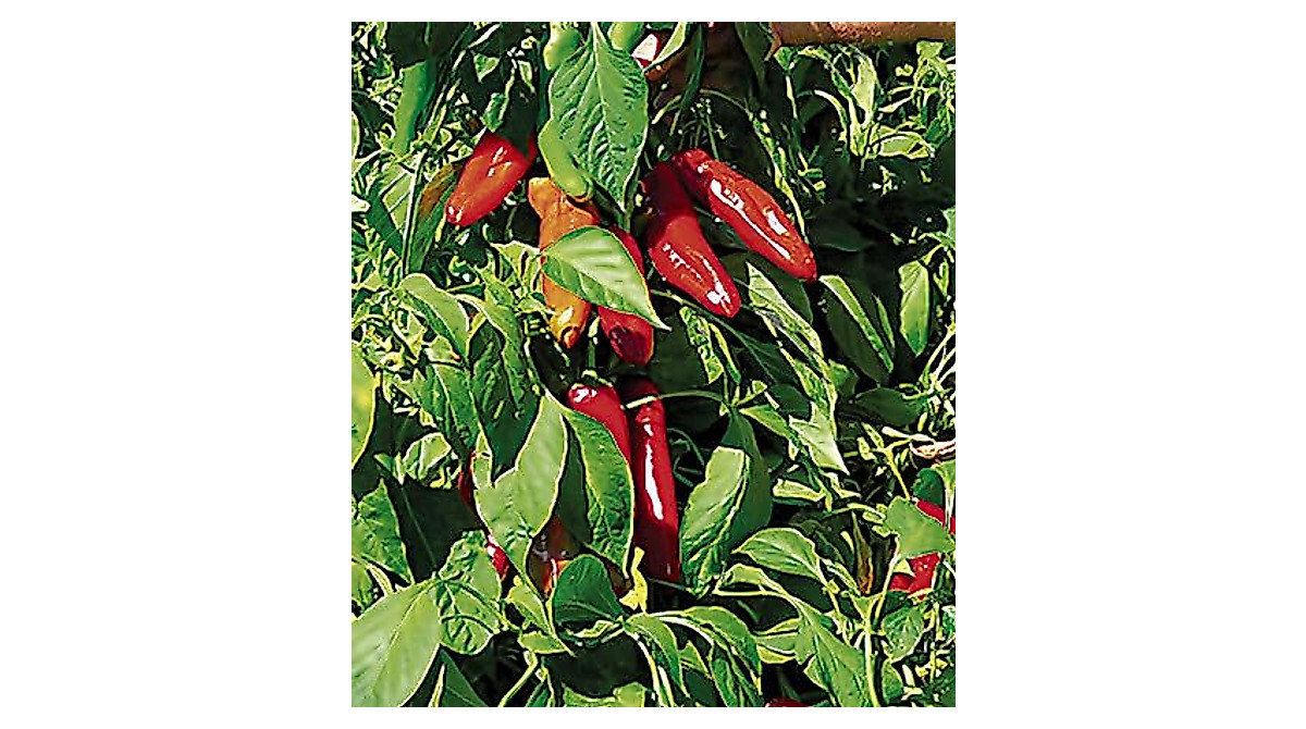 Hatch Red Chile Seeds - Sweet & Spicy Medium Heat for Homegrown Flavor