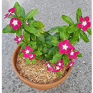 100% Natural Cedar Chips | Mulch | Great for Outdoors or Indoor Potted Plants | Dog Bedding | Pleasant Earthy Smell (4 Quart)