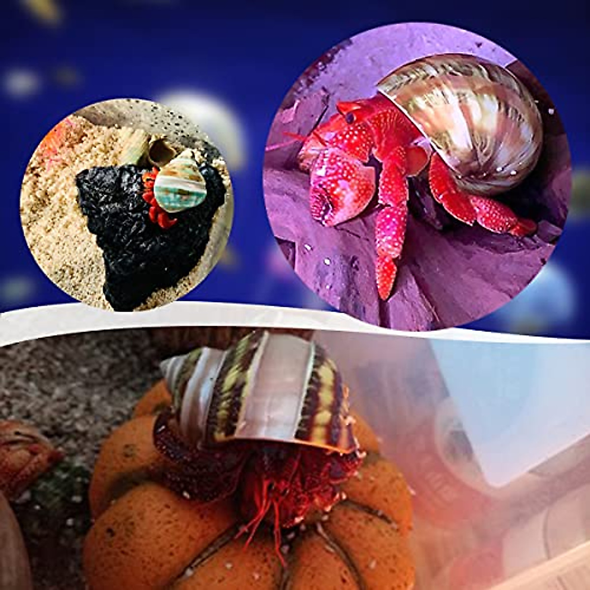 PPCLION Unstained Natural Hermit Crab Shells Pearl Turbo Seashell for Décor, 3 Kinds 6 PCS Size 1.5" - 2", Opening 0.8-1" Hermit Crab Supplies