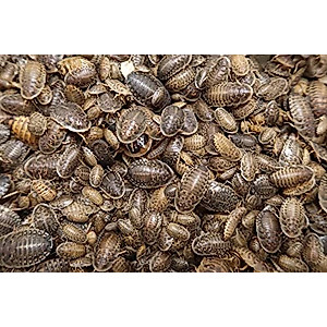 Dubia Roaches | Live Feeder Dubia Roach Multiple Sizes and Quantities | Small, Medium, and Large Sizes | Quantities from 100 to 1,000