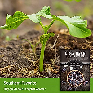 Survival Garden Seeds - Jackson Wonder Lima Seed for Planting - 2 Packs with Instructions to Plant and Grow Purple Speckled Butter Beans in Your Home Vegetable Garden - Non-GMO Heirloom Variety