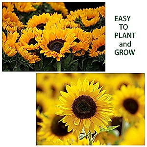 1000+ Mix Sunflower Seeds for Planting Heirloom and Non-GMO Easy to Plant and Grow - 10 Varieties Seeds for Outdoor Garden