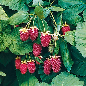 Loganberry Plant Live from 6 to 10 Inc Height, Berry Fruits Planting Ornaments Perennial Garden Simple to Grow Pots
