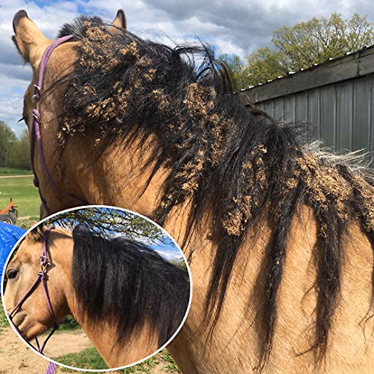 The Blissful Horses Shine-On Detangling Spray, 16-Ounce