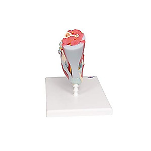 3B Scientific M34/1 Foot Skeleton w/ Ligaments and Muscles - 3B Smart Anatomy