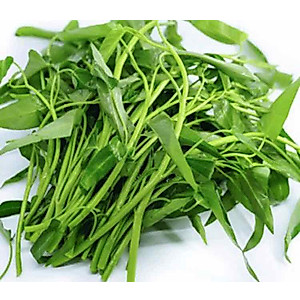 2000+ Seeds Kangkong Seeds - Rau Muong, Ong Choy, Brown - Chinese Spinach - Cong Xin CAI Seeds, kangkung Seeds for Planting