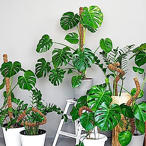 47 Inch Moss Pole for Plants Monstera, Moss for Potted Plants Bendable Plant Stakes for Indoor Plants, Handmade Coco Coir Monstera Plant Support for Plants Grow Upwards