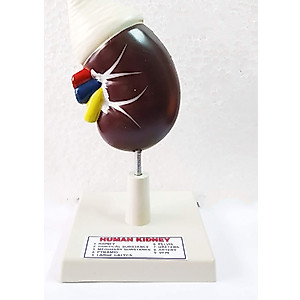 Saini MEDICOS Human Kidney Model on Stand for Labs and Schools