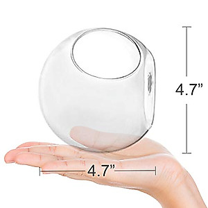 GEOLUX 6 Pack Terrarium Wall Hanging Glass Planters for Air Plants, Succulents, Herbs, Flowers Propogation Wall Hanging Planter Globes for Home Garden Office Décor Easily Mount to Wall