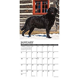 Just Black Labs 2021 Wall Calendar (Dog Breed Calendar)