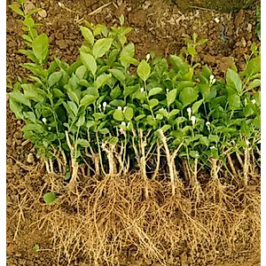 Jasmine Living Seedling Fragrant Plant Grown Green Tea Perennial Garden Indoor Bonsai Plant No Experience Required Easy to Grow (No Pot Include)