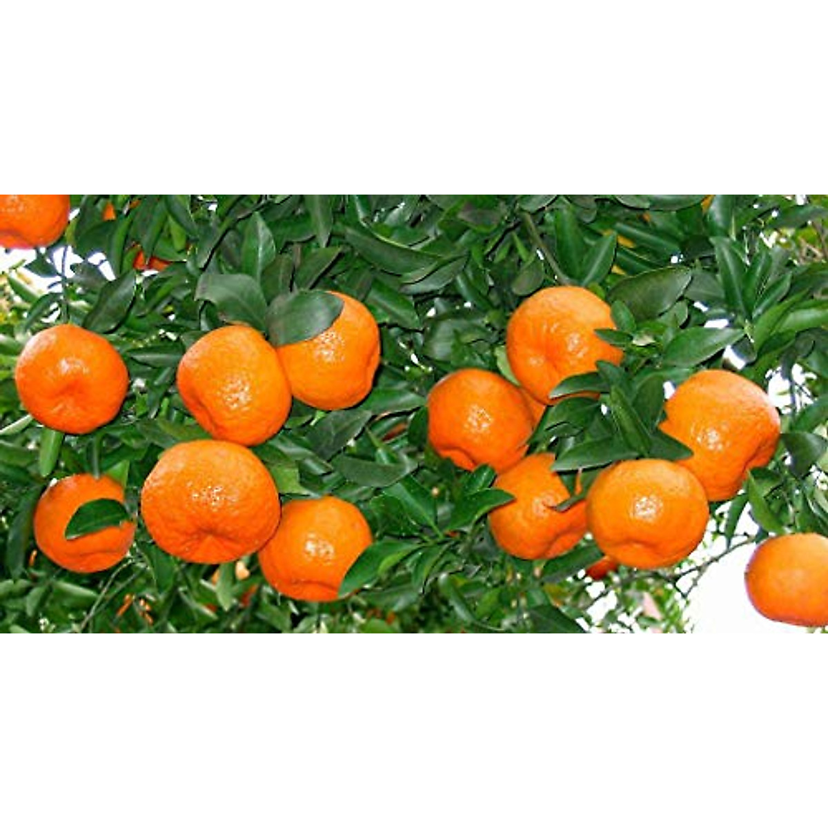 20+ Mandarin Orange Tree Seeds Dwarf Edible Fruit Citrus Fruit Plant Outdoor Plants Bonsai