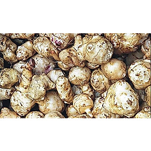 Jerusalem Artichoke Tubers Planting, 0.5 LB Ornaments Garden Perennials Simple to Grow Pots Gift