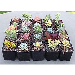 Succulent Plant Soil, Natural All-Purpose Cactus, Aloe Vera, and Succulent Potting Soil, 1 Quart Sized Bag, Premium Fast Draining Mix