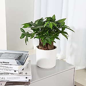 FOPAMTRI 6 Inch Plant Pot Matte White Ceramic Planter for Indoor Outdoor Plants Flowers Small Modern Cylinder Flower Pot with Drainage Hole and Plug,Full Glazed Finish