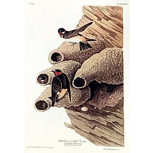 Republican or Cliff Swallow. From"The Birds of America" (Amsterdam Edition)
