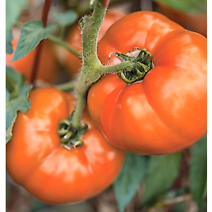 Burpee 'BushSteak' Hybrid, Red Beefsteak Slicing Tomato, 40 Non-GMO Seeds