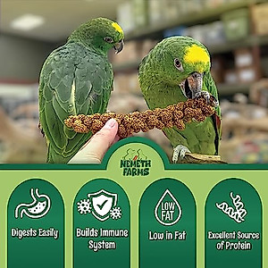 Nemeth Farms Worlds Freshest Sun-Dried Spray Millet Non-GMO and Pesticide Free (No Stems Only Edible Tops) Healthy Bird Treat and Supplement for All Pet Birds Keets Cockatiels Finches-1lb
