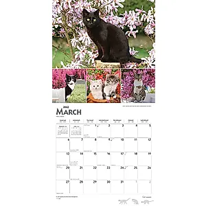 Cat Lovers 2022 12 x 12 Inch Monthly Square Wall Calendar with Foil Stamped Cover, Animals Domestic Kittens Feline