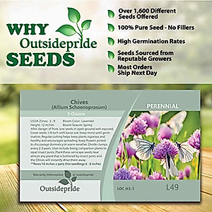 Outsidepride Allium Chives Culinary Herb Garden Plants for Cooking, Pollination, & Dried Arrangements - 1 OZ