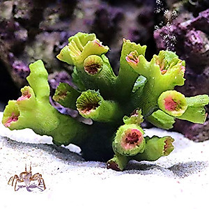 Danmu 1pc of Polyresin Coral Ornaments, Aquarium Coral Decor 2 7/10" x 2 7/10" x 1 9/10" for Fish Tank Aquarium Decoration