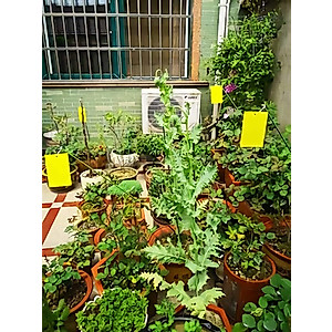 Faicuk Yellow Dual-Sided Sticky Fly Traps for Plant Insect Like Aphids, Fungus Gnats, Leaf Miners and White Flies (10 Pack)