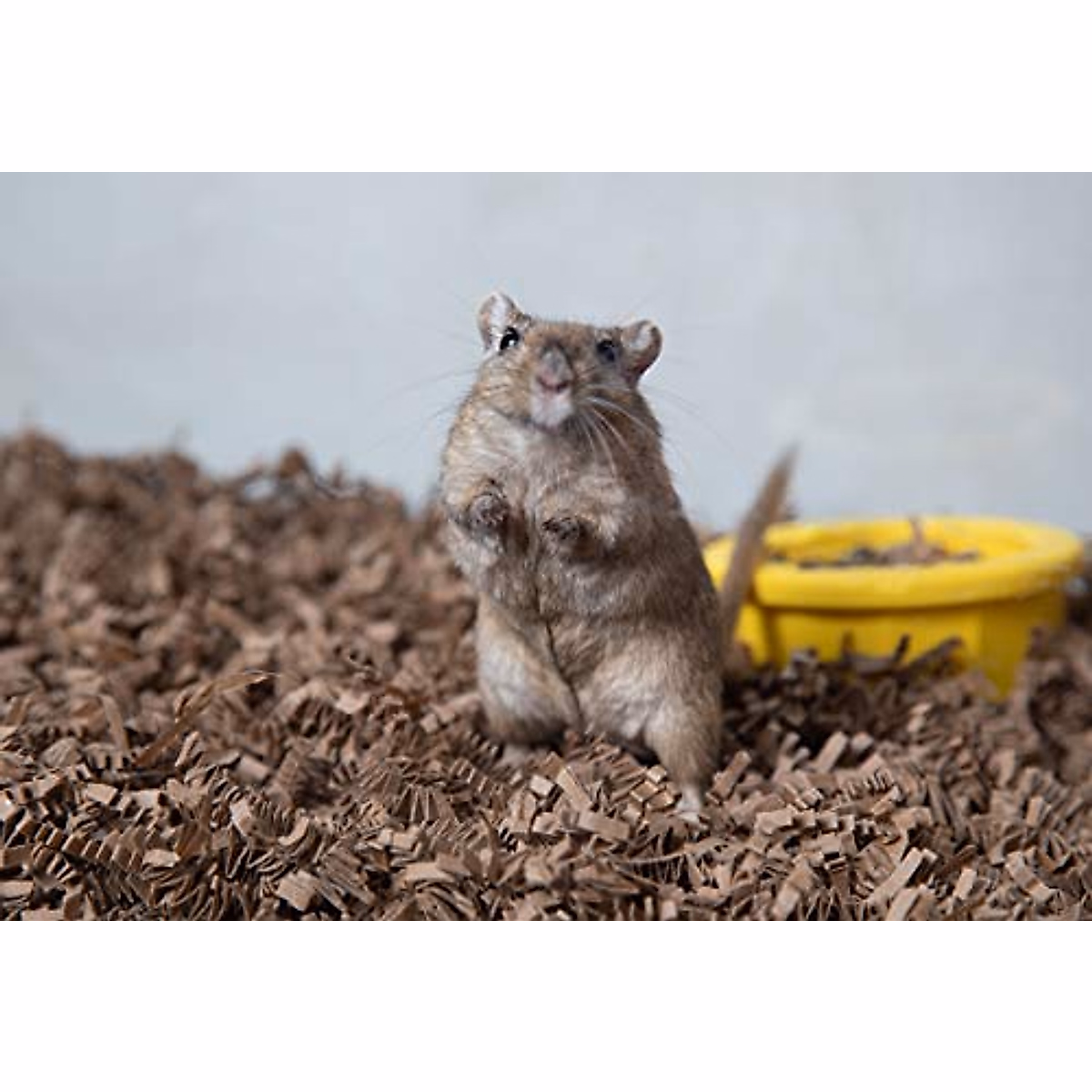 ECO BEDDING FiberCore Box, Brown, 10 lb