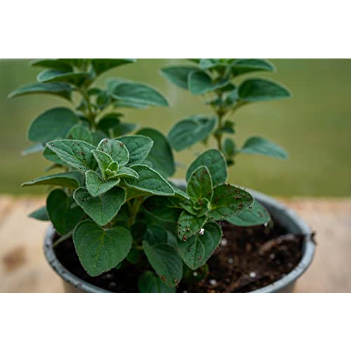 Greek Oregano Herb Seeds for Planting, 2500+ Seeds Per Packet, (Isla's Garden Seeds), Non GMO & Heirloom Seeds, Botanical Name: Origanum vulgare, Great Herb Garden Gift