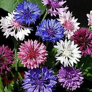 "Dwarf Polka Dot Mix" Bachelor Button Flower Seeds for Planting, 200+ Seeds Per Packet, (Isla's Garden Seeds), Non GMO & Heirloom Seeds, Scientific Name: Centaurea cyanus, Great Home Garden Gift