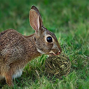 MUYG 6 Pcs Bunny Timothy Grass Ball Natural Chew Toy Woven Chewing Toys Rabbit Molar Small Animals Teeth Grinding Suitable for Hamster Totoro Gerbils Guinea Pig Squirrel